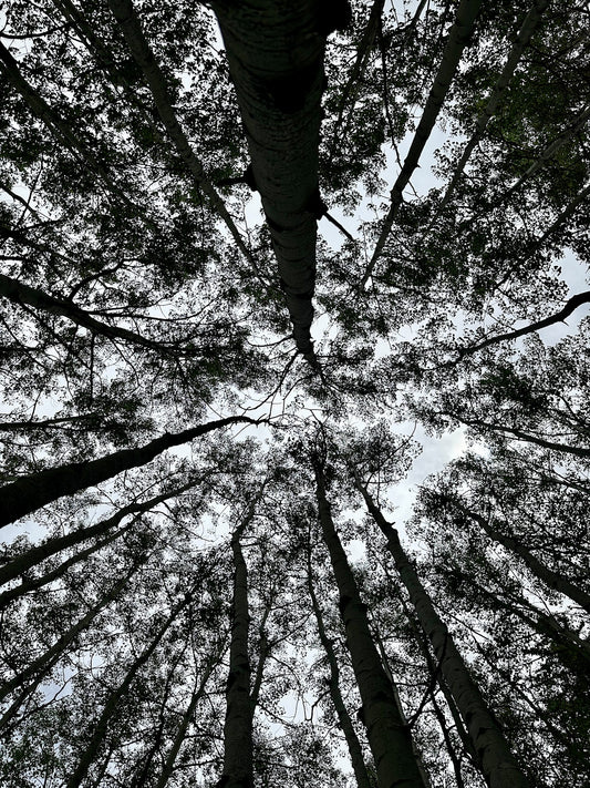 Colloidal SIlver – Colloidsforlife